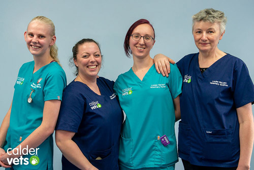Careers at Calder Vets
