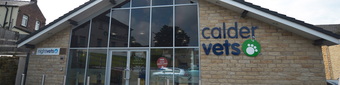 Preparing pets for seasonal changes | Calder Vets