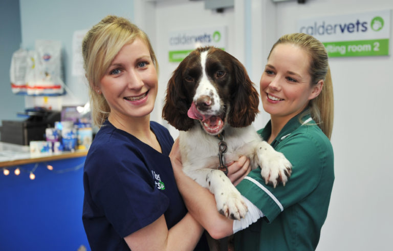 Dental checks for pets | Calder Vets