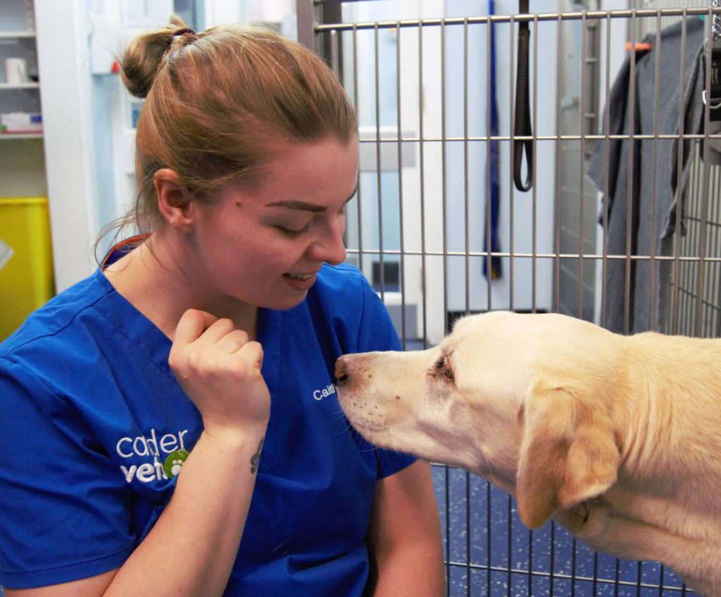 Pre-neutering appointments at Calder Vets | Calder Vets