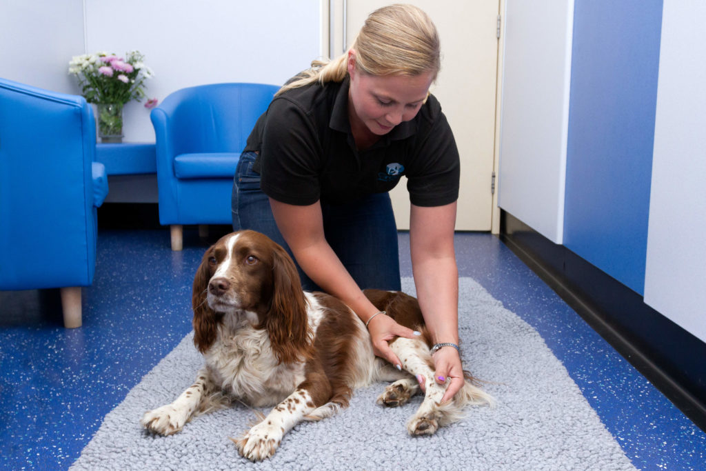 Kanga bouncing after physio at Calder Vets | Calder Vets