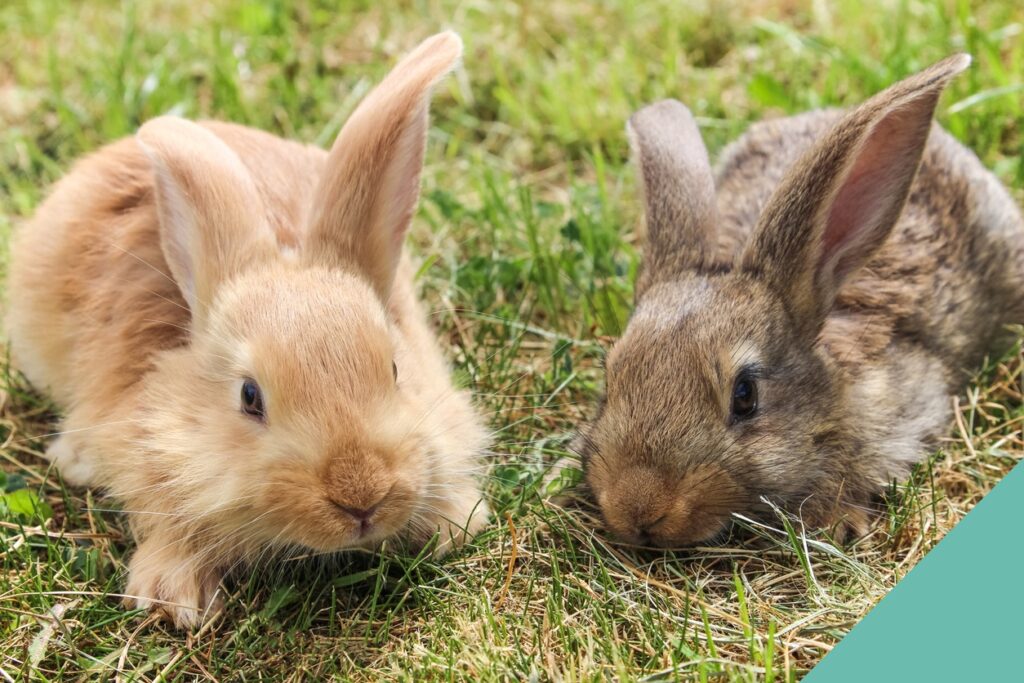 Rabbit space requirements | Calder Vets